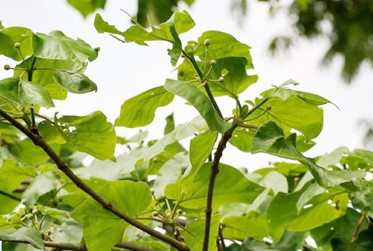 Cây gáo trắng: Đặc điểm, công dụng, kỹ thuật trồng chi tiết